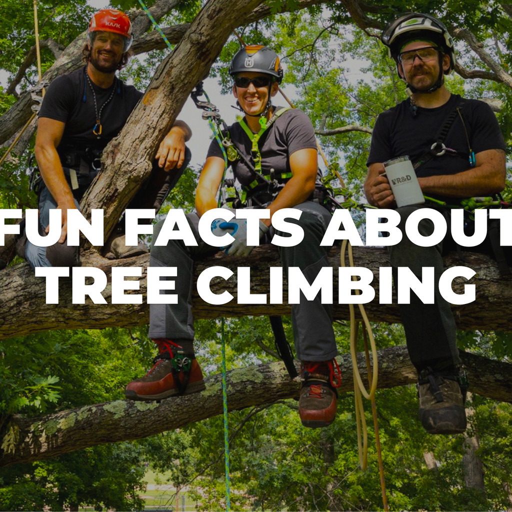 Fun Facts About Tree Climbing – Arbo Space